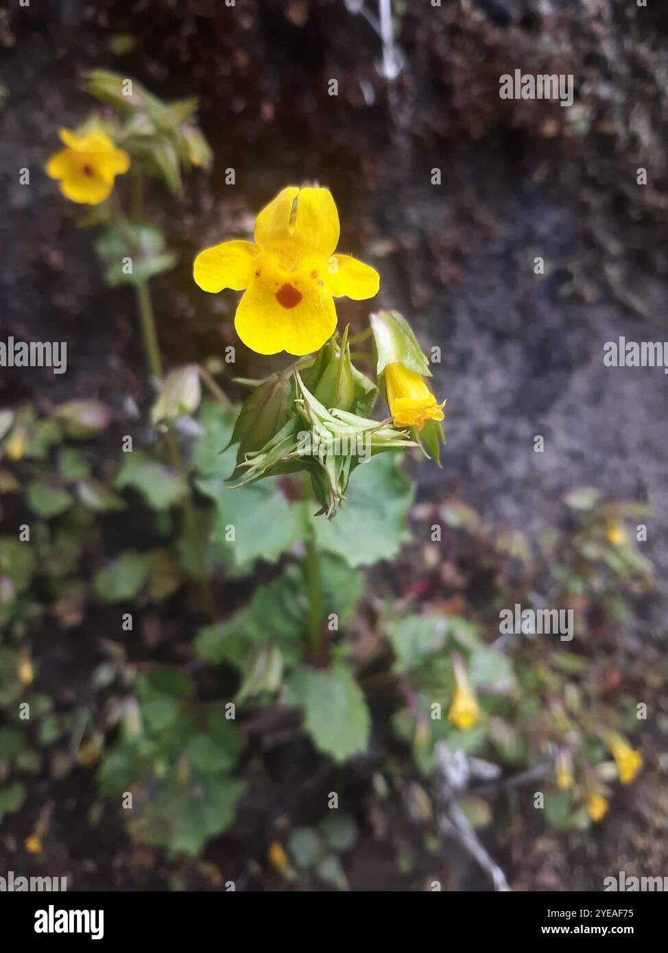 shy monkeyflower (Erythranthe nasuta Stock Photo - Alamy