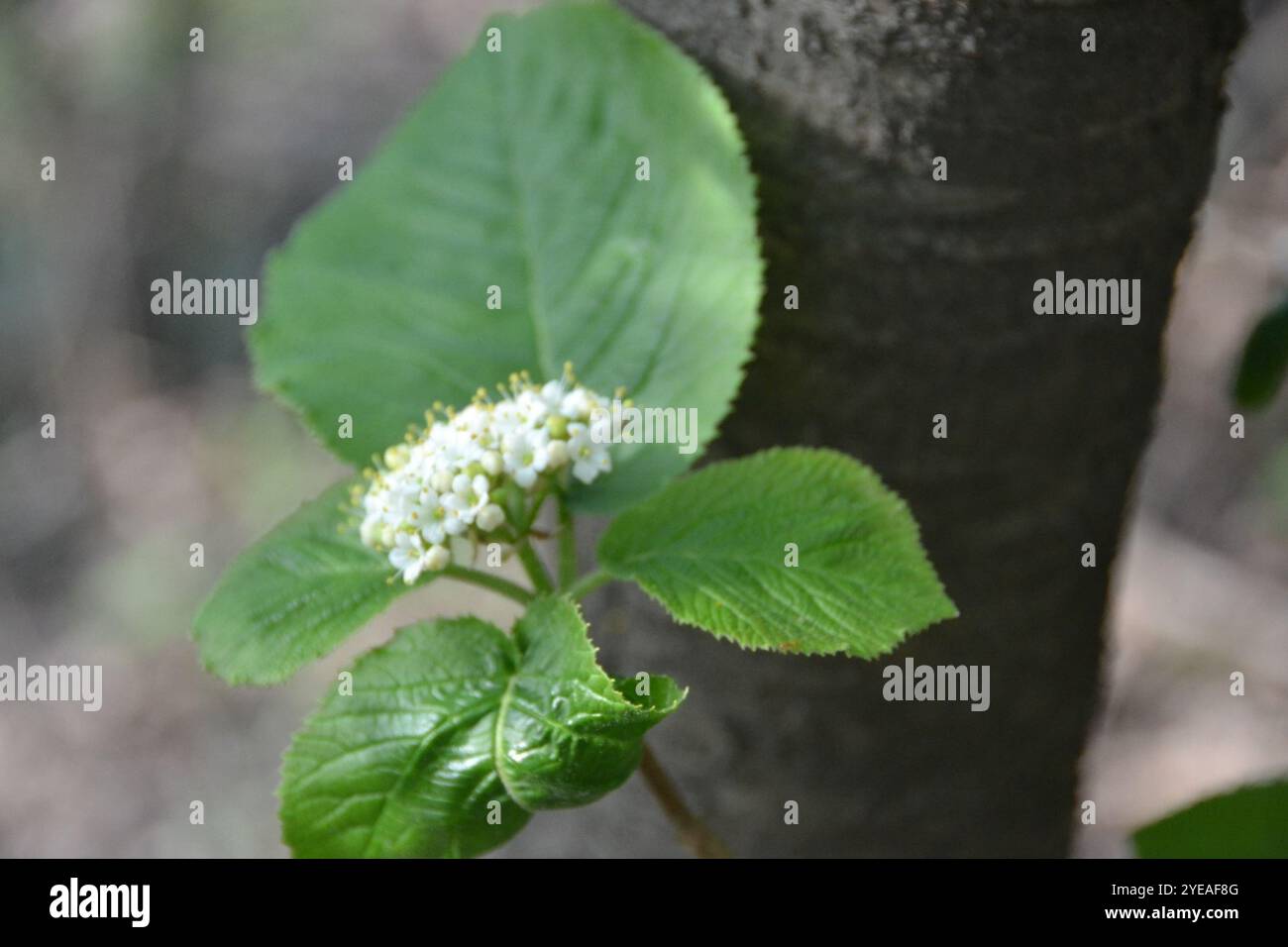 Wayfaring-tree (Viburnum lantana Stock Photo - Alamy