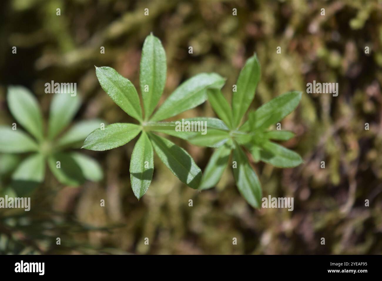 fragrant bedstraw (Galium triflorum Stock Photo - Alamy
