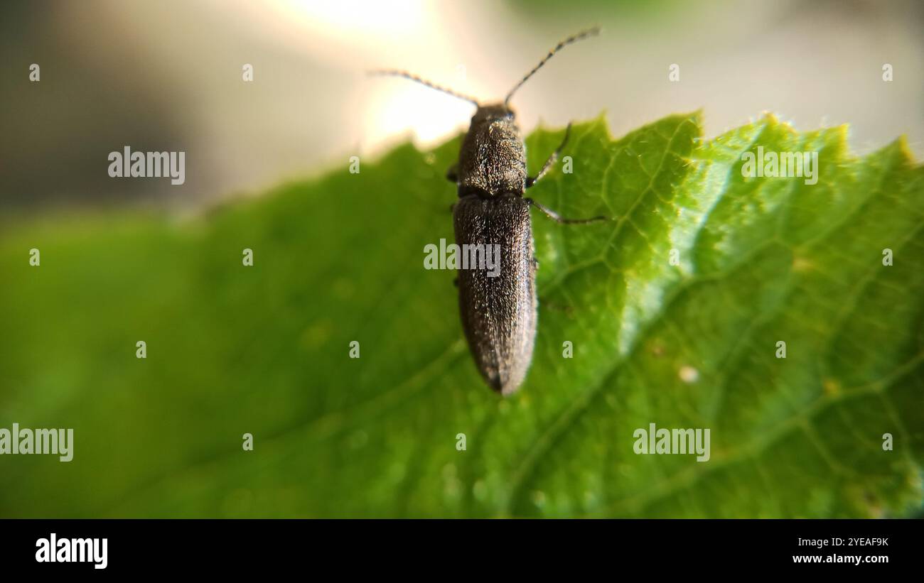 Click Beetles (Elateridae Stock Photo - Alamy