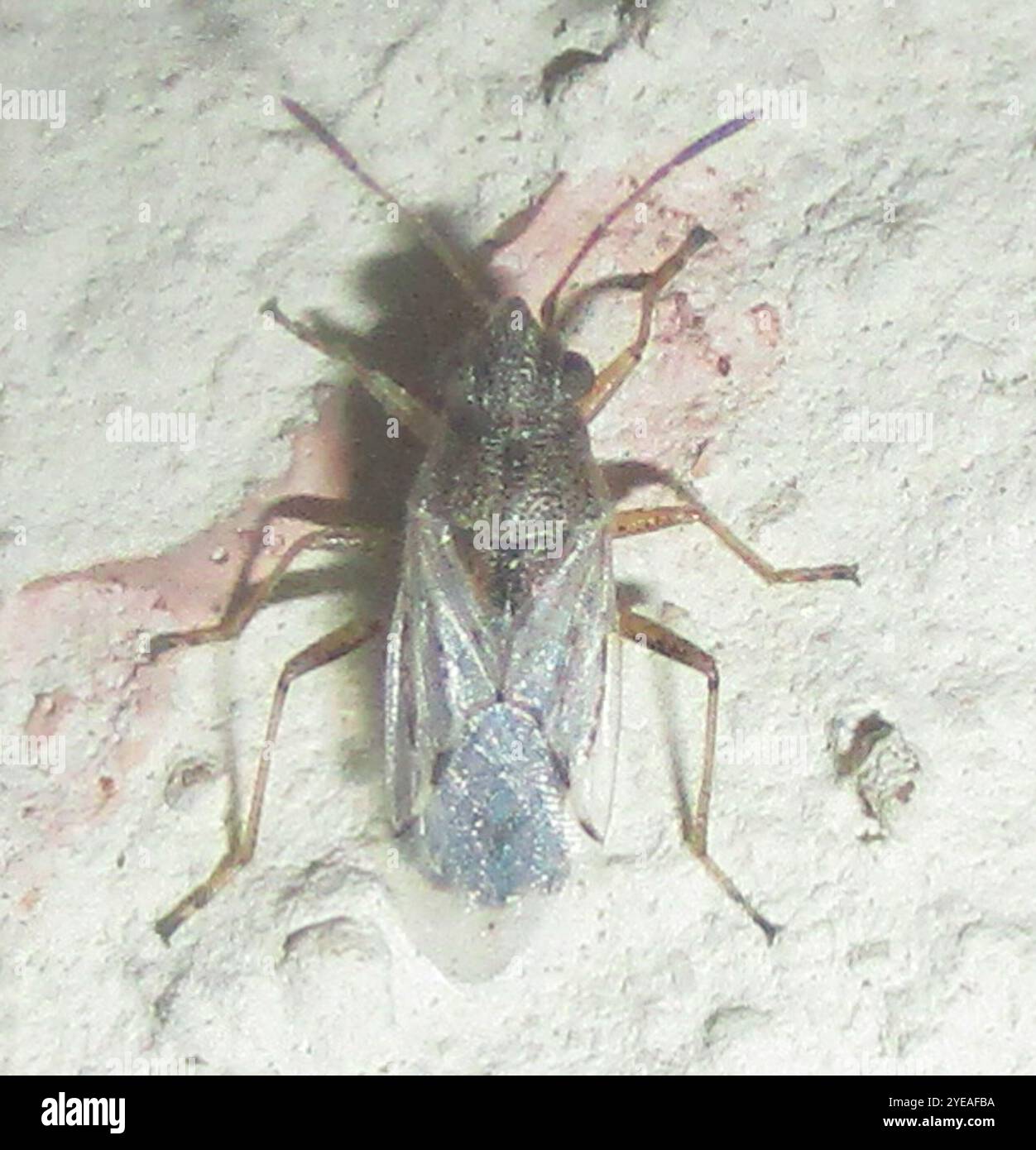 False chinch bugs hi-res stock photography and images - Alamy