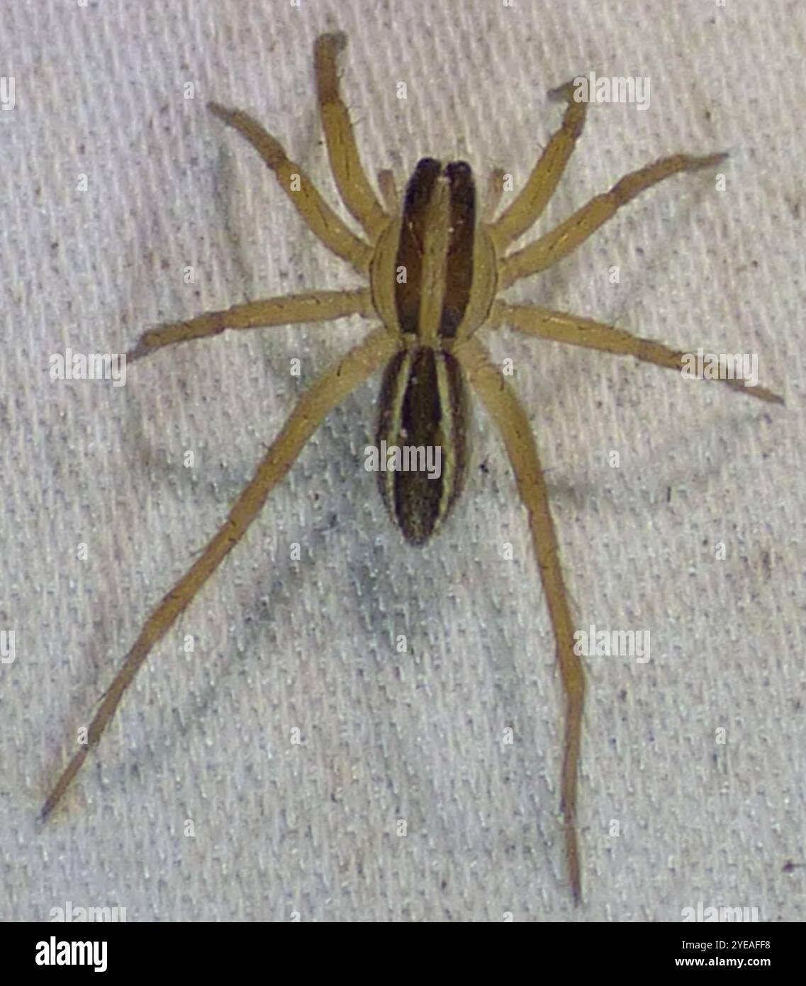 Wolf spider rabid wolf spider hi-res stock photography and images - Alamy