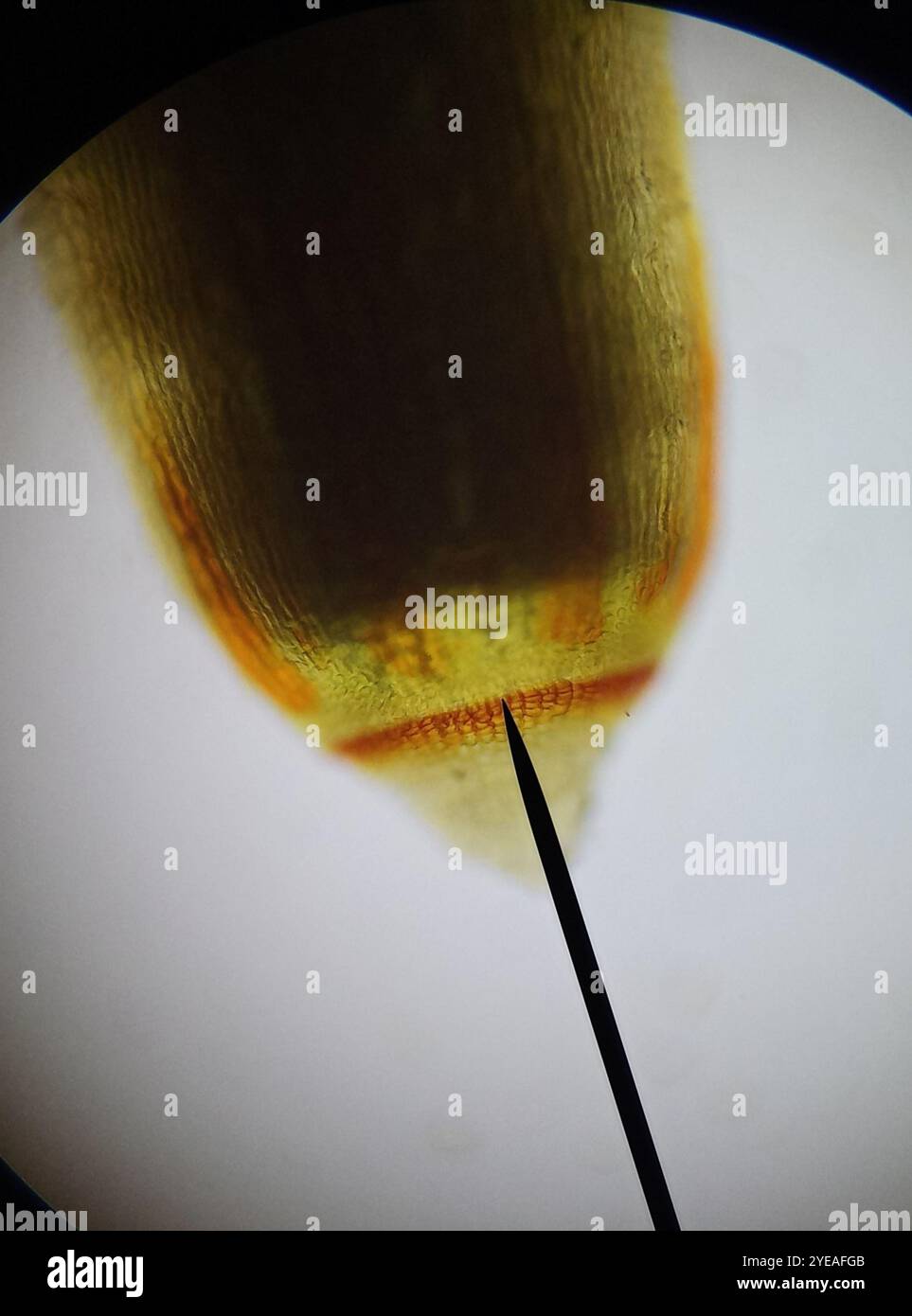 Anomalous bristle moss hi-res stock photography and images - Alamy