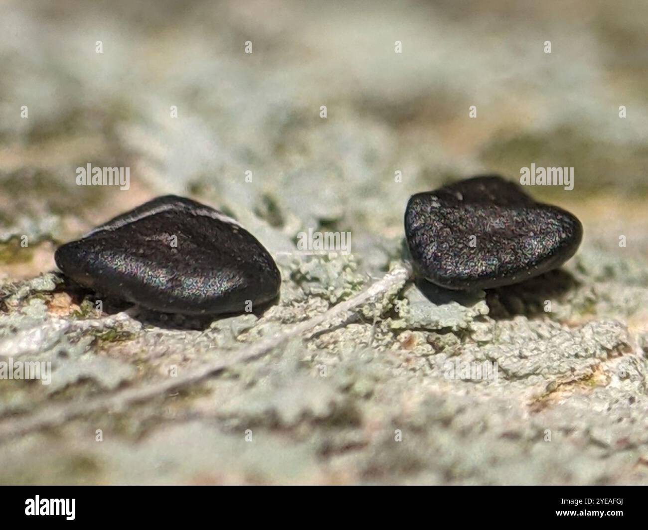 bird's nest fungi (Nidulariaceae Stock Photo - Alamy