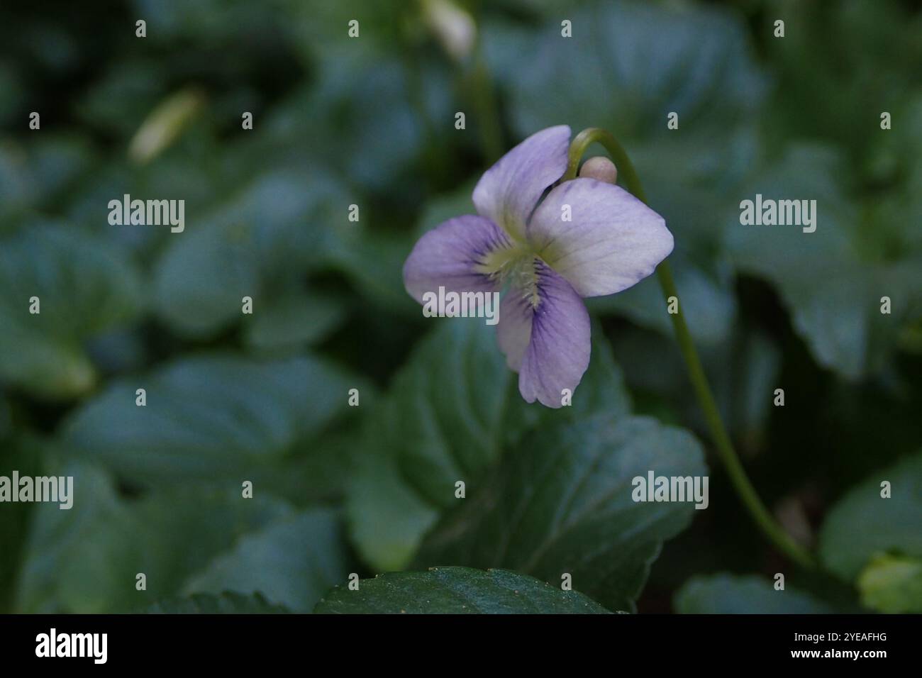common blue violet (Viola sororia Stock Photo - Alamy