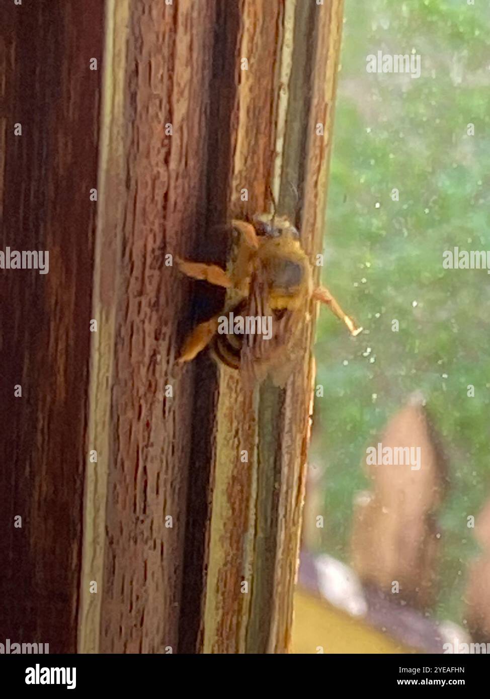 Teddy Bear Bee (Amegilla bombiformis Stock Photo - Alamy