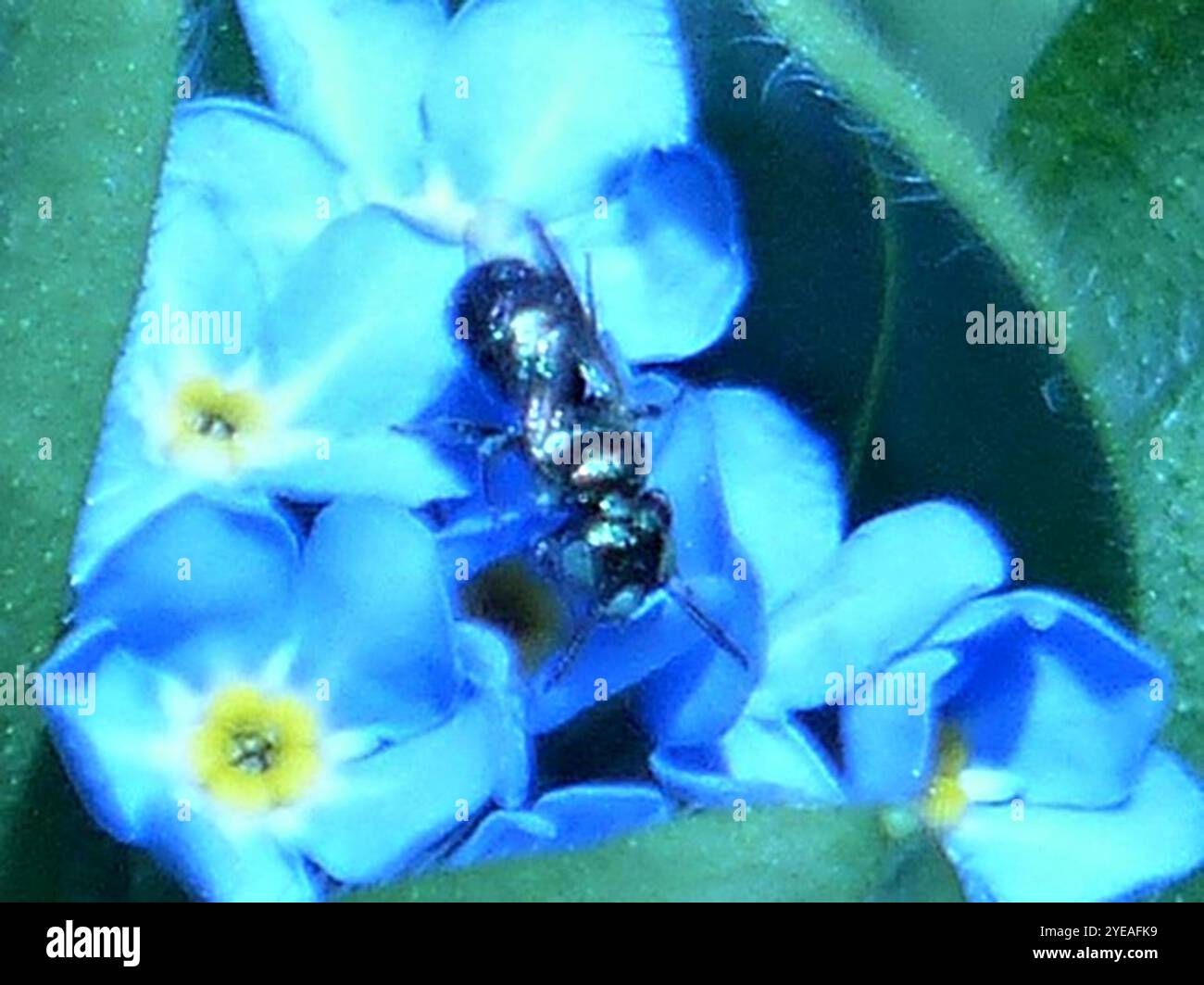 Small Carpenter Bees (Ceratina Stock Photo - Alamy