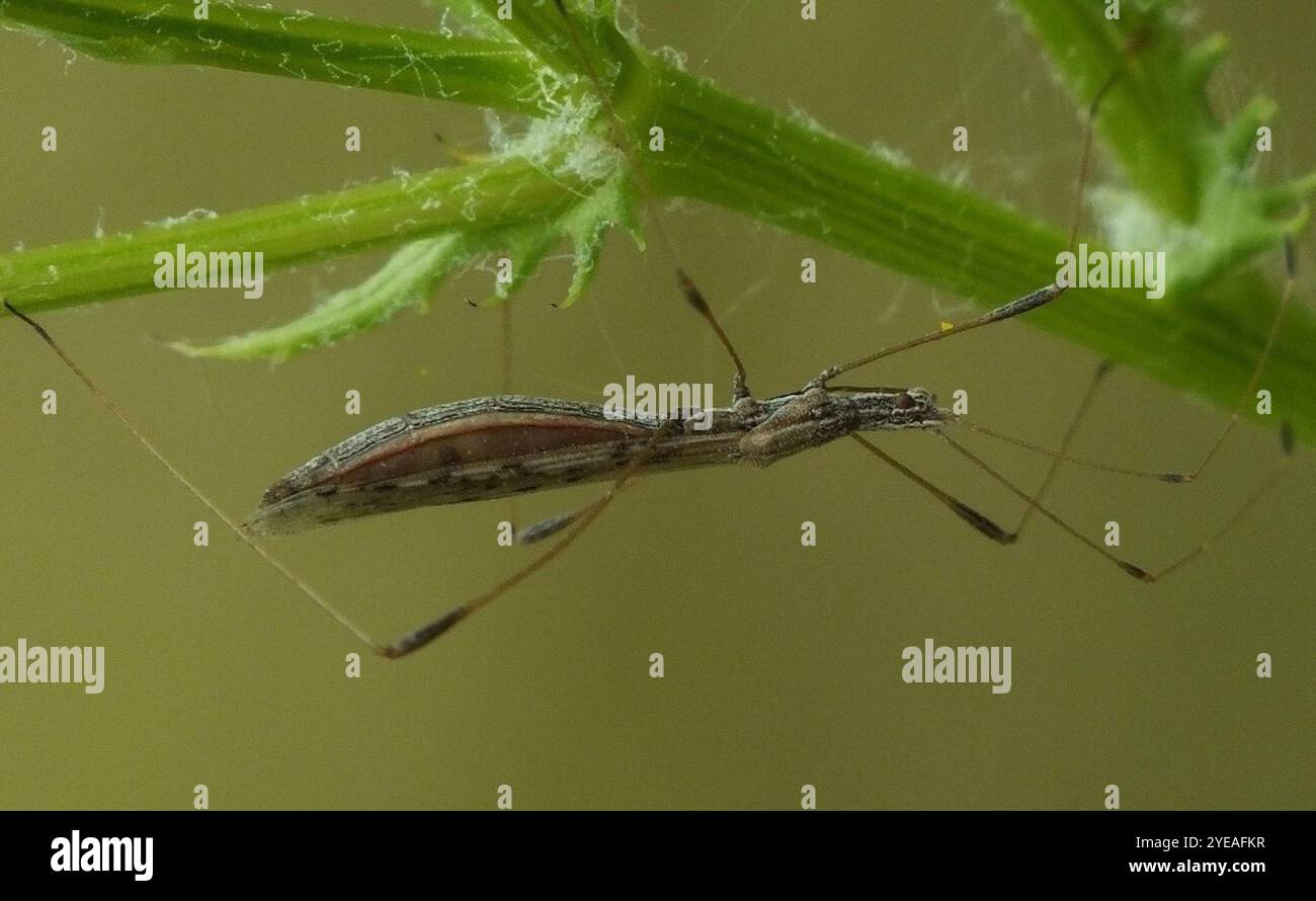 Tipularius hi-res stock photography and images - Alamy