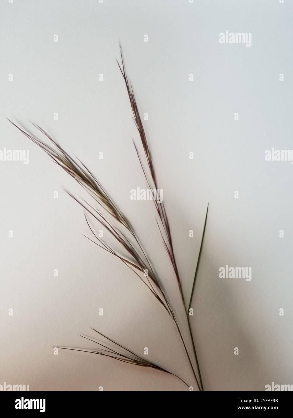 Wiregrass hi-res stock photography and images - Alamy