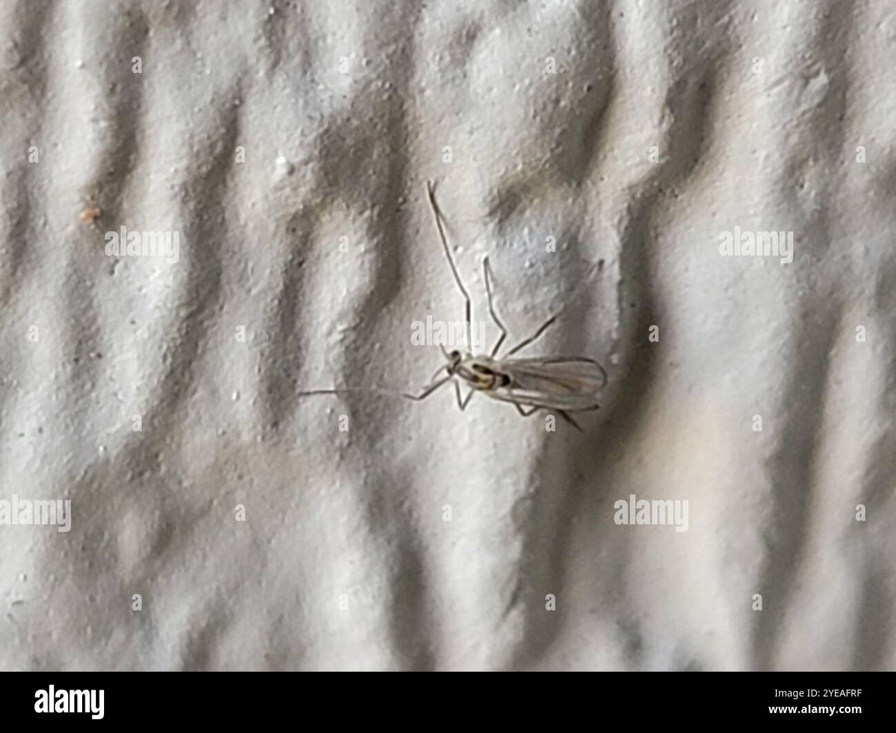 Non-biting Midges (Chironomidae Stock Photo - Alamy