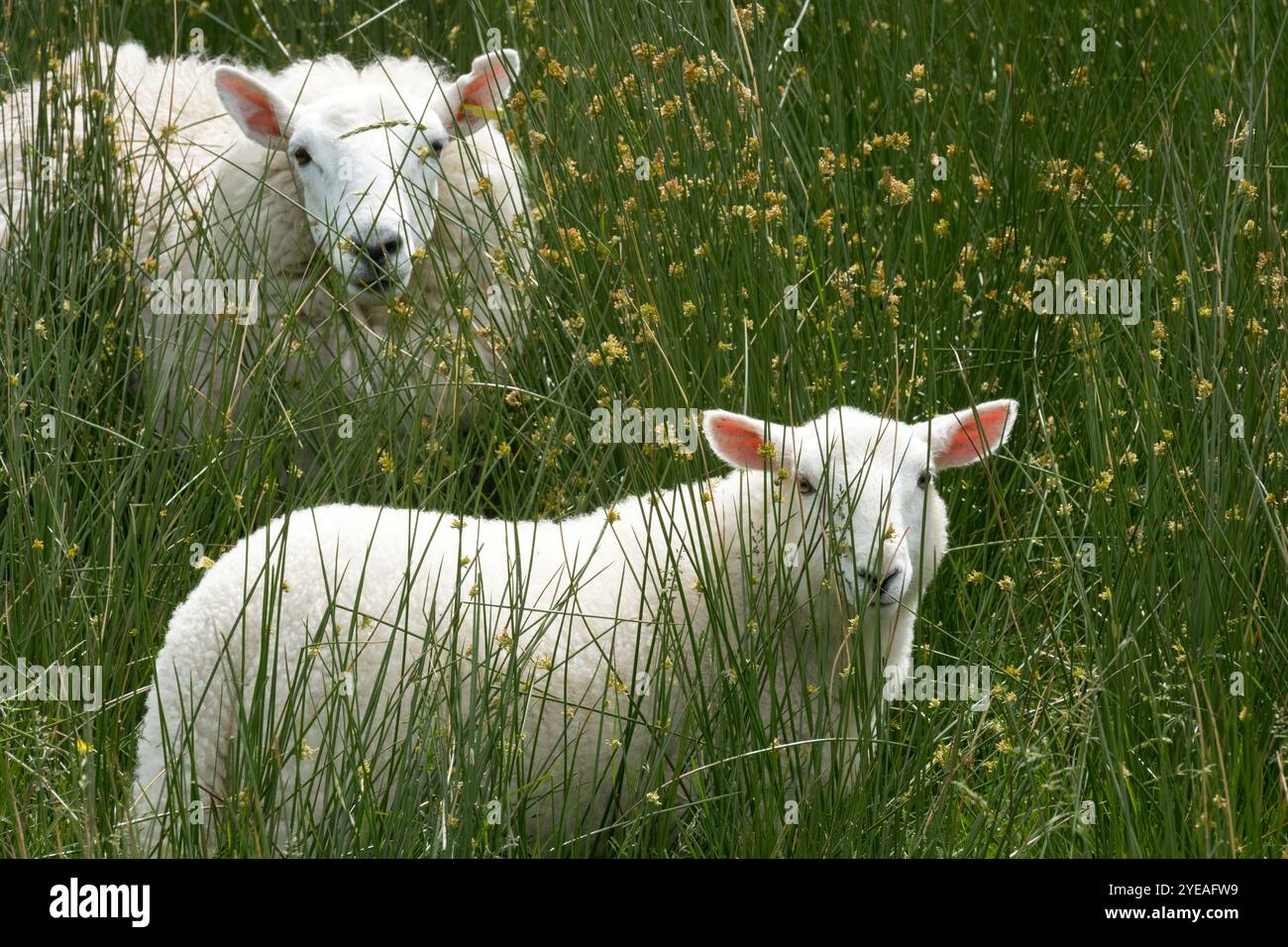 Ovis genus hi-res stock photography and images - Alamy