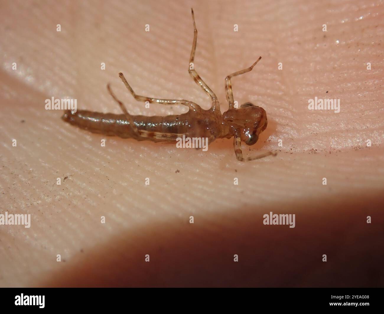 Dragonflies and Damselflies (Odonata Stock Photo - Alamy