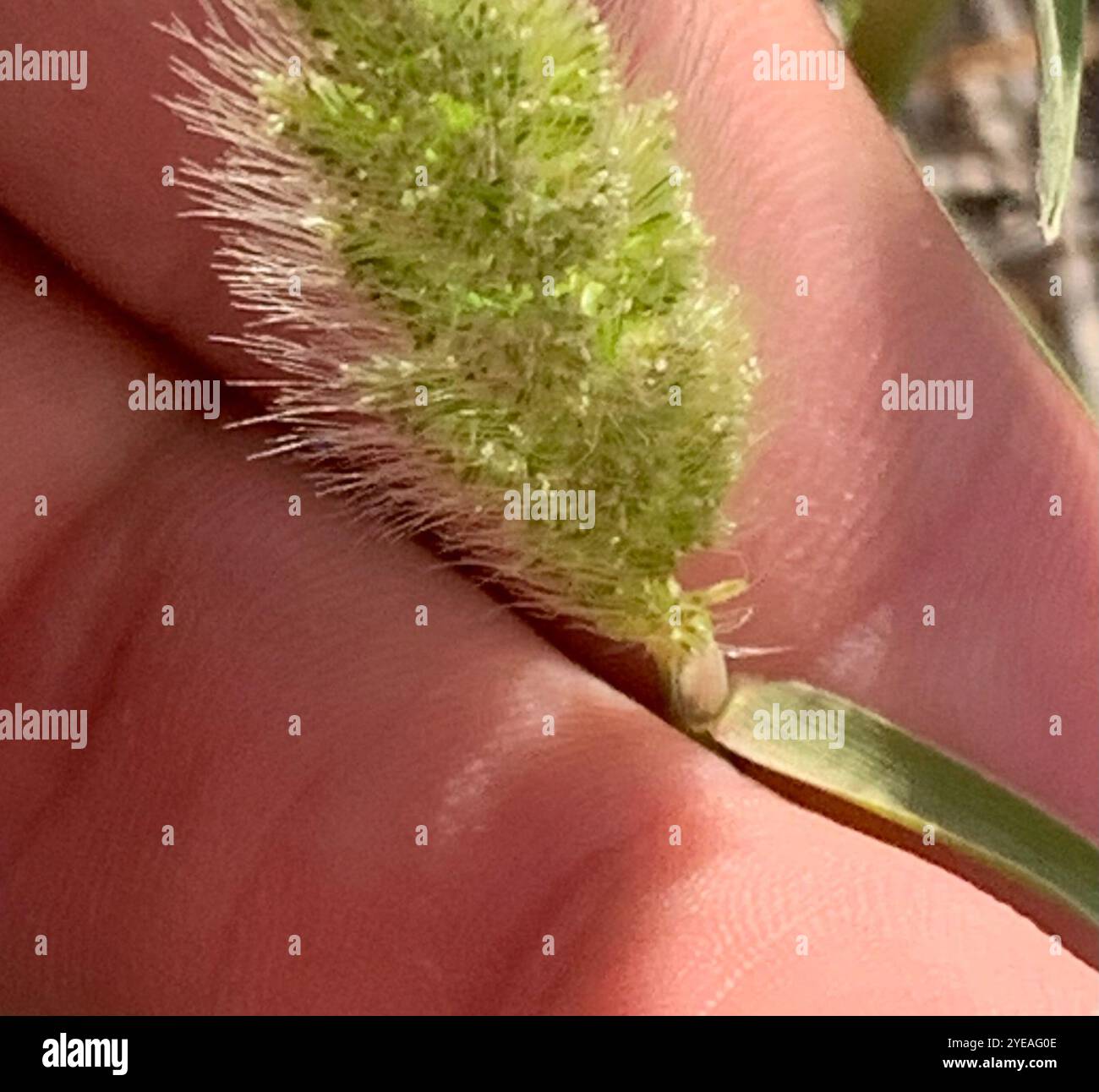 Polypogon monspeliensis hi-res stock photography and images - Alamy