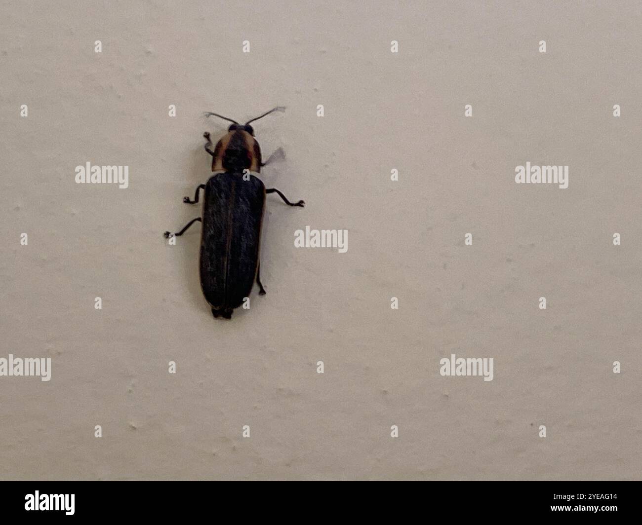 Lampyrinae hi-res stock photography and images - Alamy