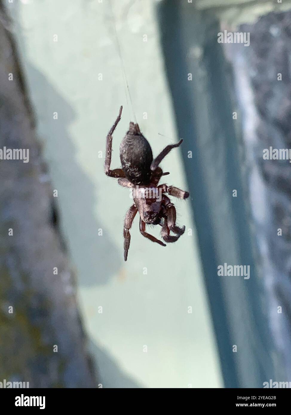 Scotophaeus blackwalli hi-res stock photography and images - Alamy