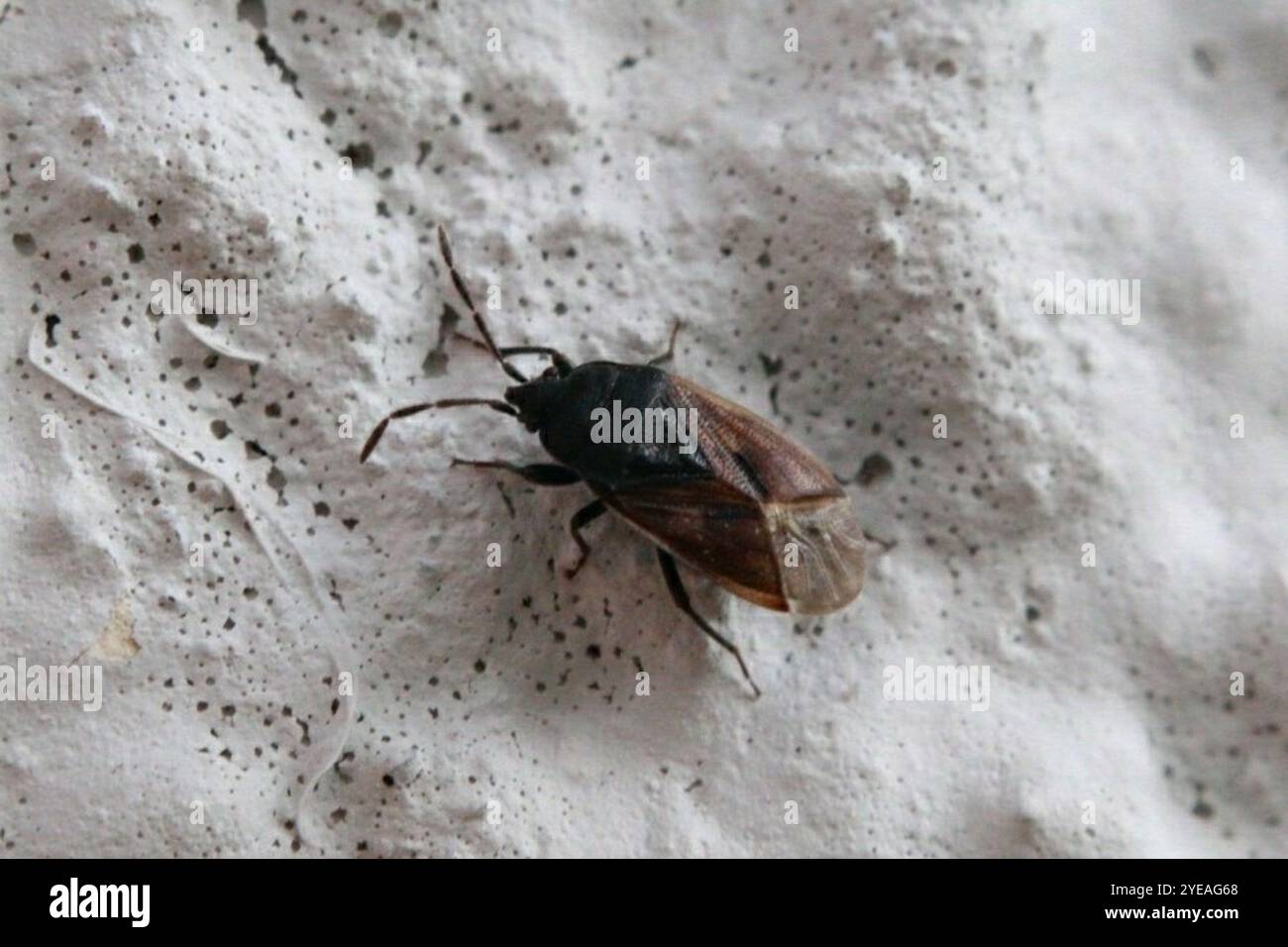 Drymus sylvaticus hi-res stock photography and images - Alamy
