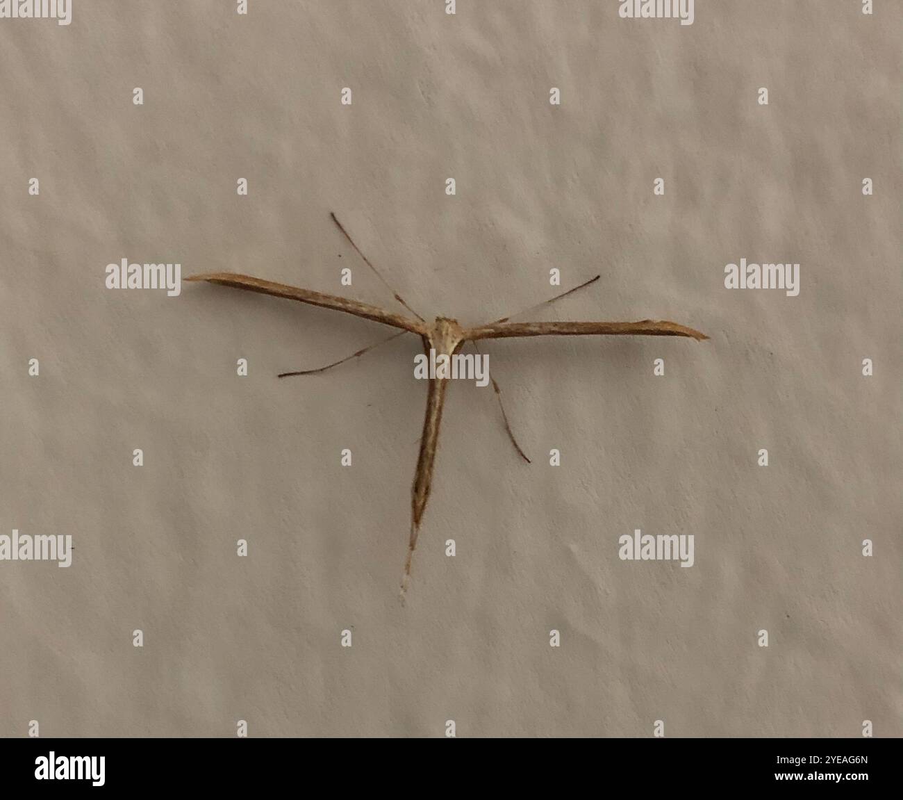 Morning-glory Plume Moth (Emmelina monodactyla Stock Photo - Alamy