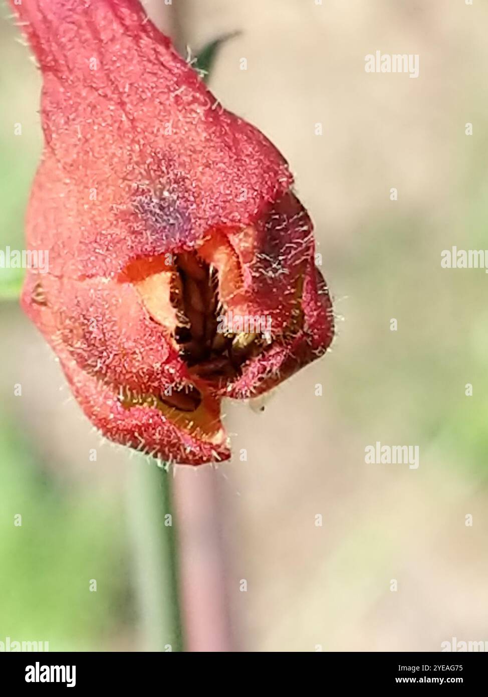 Red larkspur (Delphinium nudicaule Stock Photo - Alamy