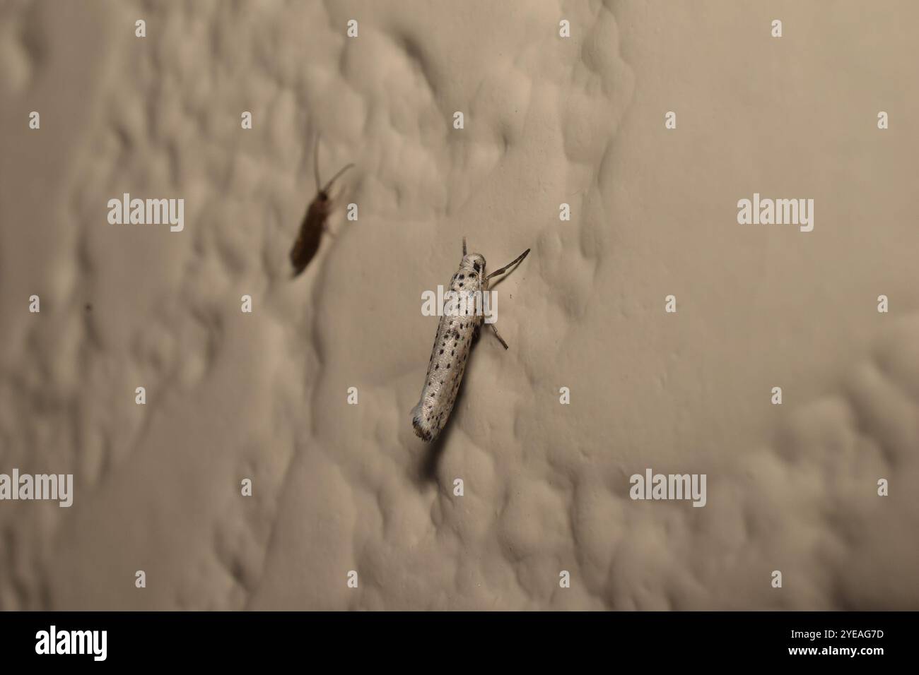 Small Ermine Moths (Yponomeuta Stock Photo - Alamy