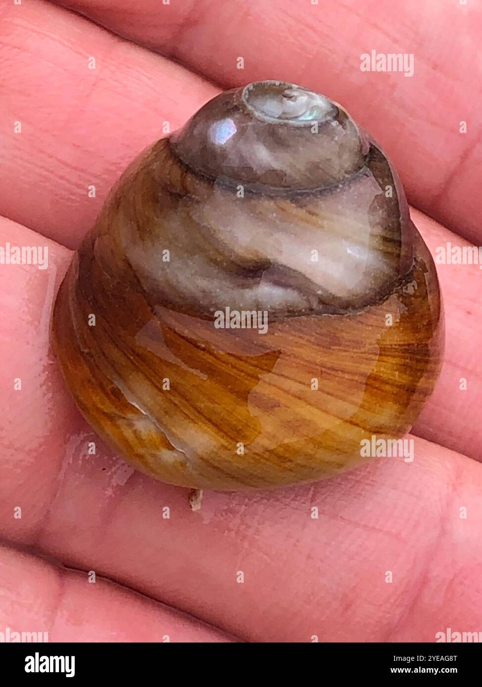 Brown Tegula (Tegula brunnea Stock Photo - Alamy