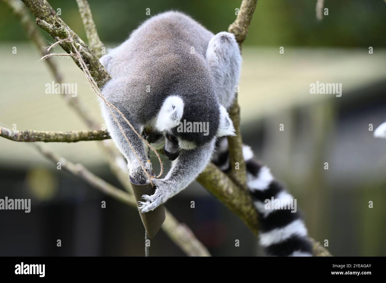 Ring-tailed Lemurs (Spirits of the forest ) enjoying mashed sweet ...