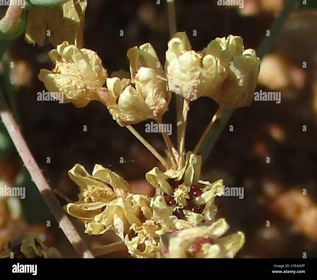 African Saltsorrel (Kewa bowkeriana Stock Photo - Alamy