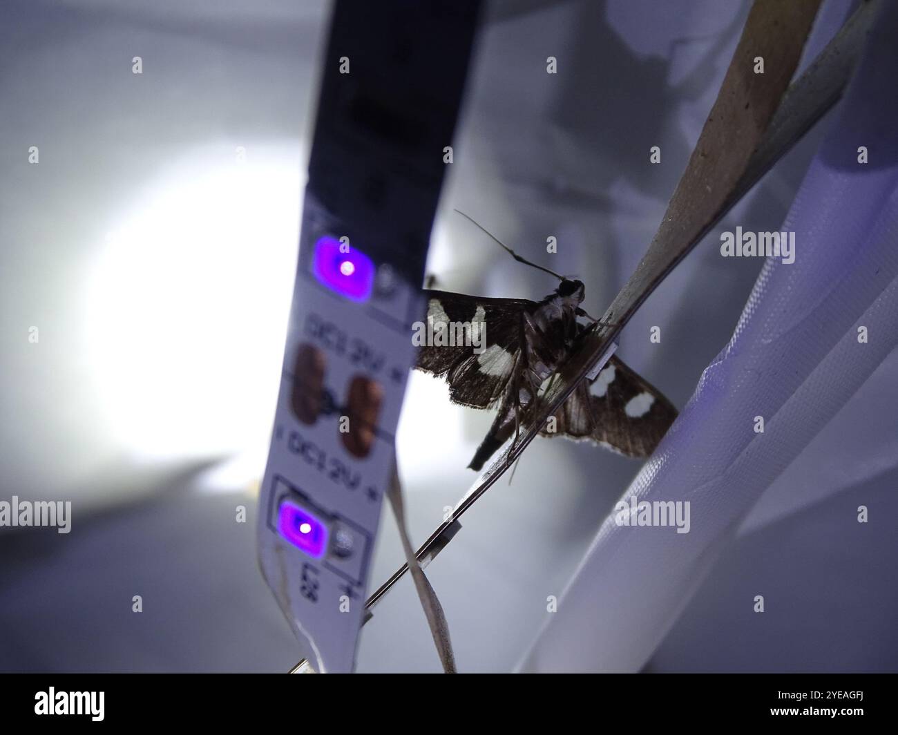 Grape Leaffolder Moth (Desmia funeralis Stock Photo - Alamy