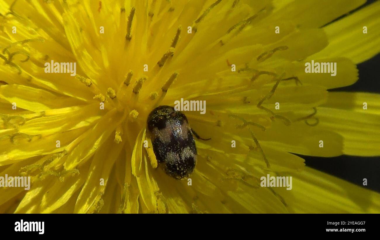 Black Carpet Beetles (Attagenus Stock Photo - Alamy