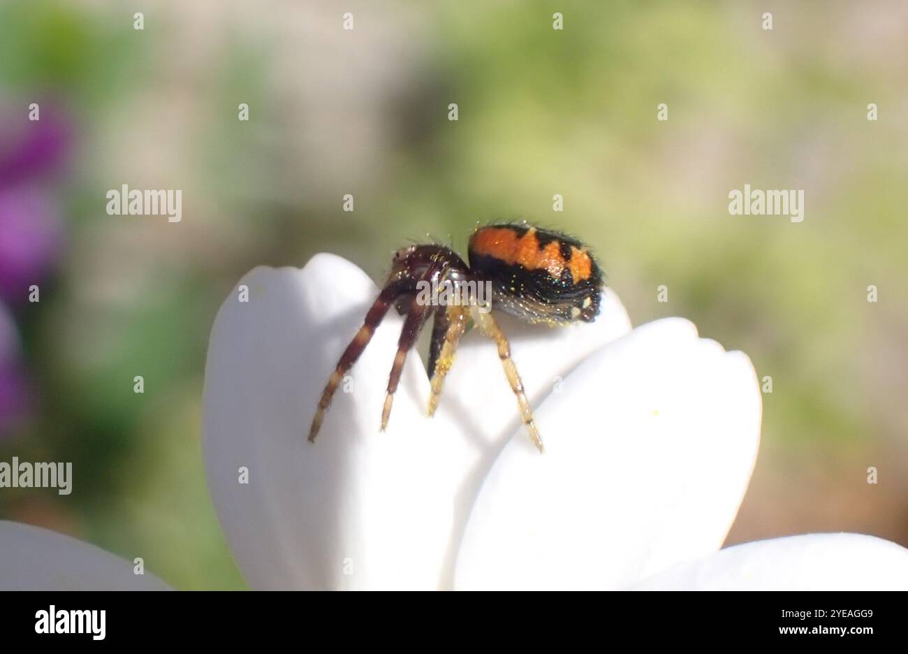Napoleon Spider (Synema globosum Stock Photo - Alamy