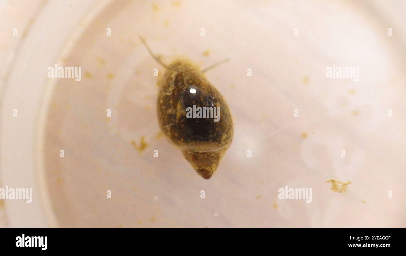 Bladder Snails (Physidae Stock Photo - Alamy