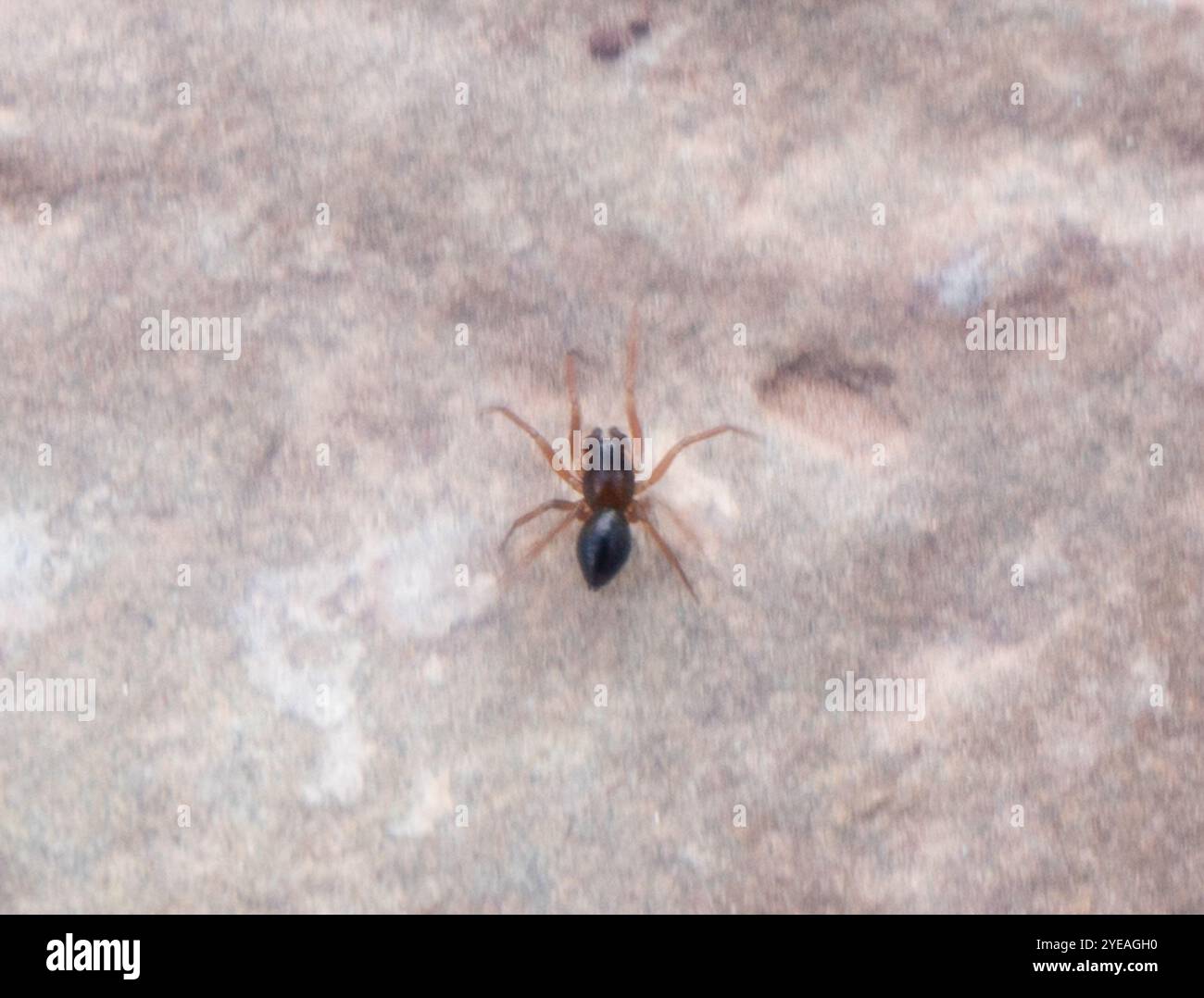 Sheetweb and Dwarf Weavers (Linyphiidae Stock Photo - Alamy