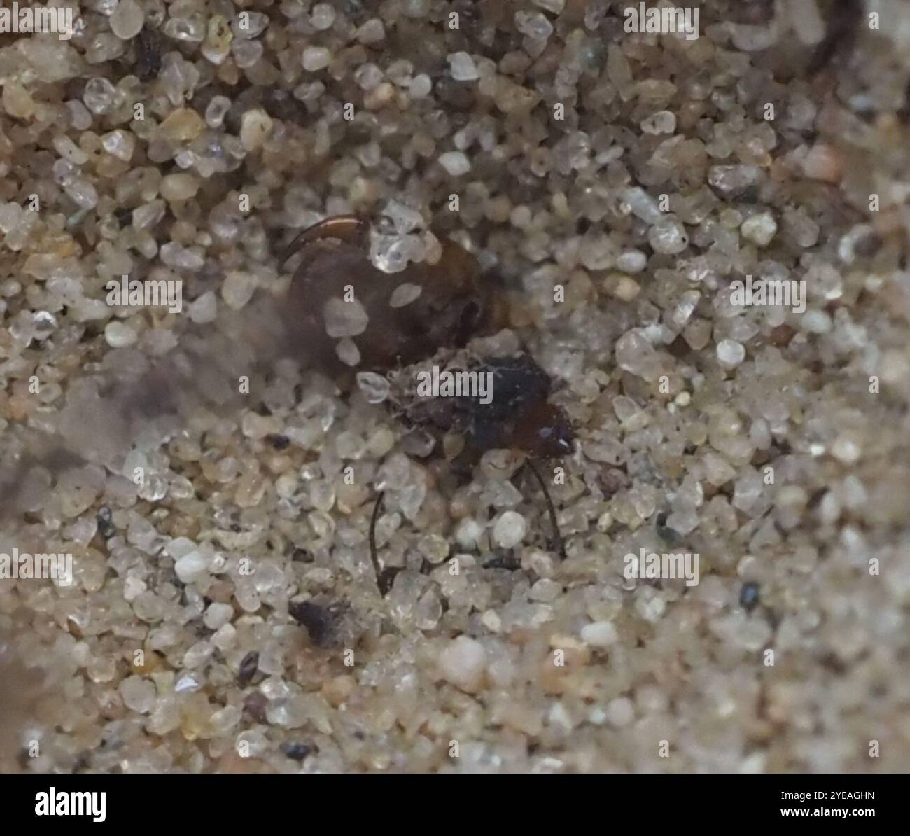 Immaculate Antlion (Myrmeleon immaculatus Stock Photo - Alamy