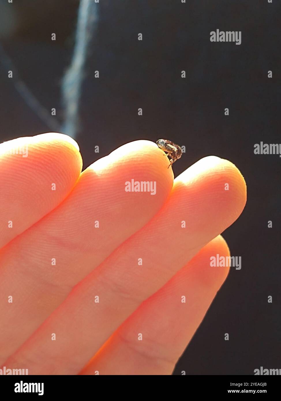 Typical Treehoppers (Membracidae Stock Photo - Alamy