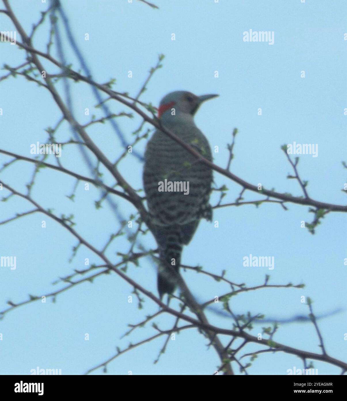 Northern Flicker (Colaptes auratus Stock Photo - Alamy