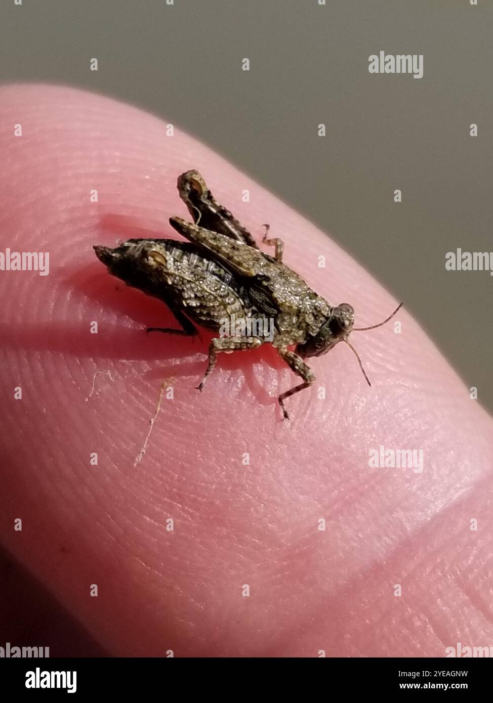 Black-sided Pygmy Grasshopper (Tettigidea lateralis Stock Photo - Alamy