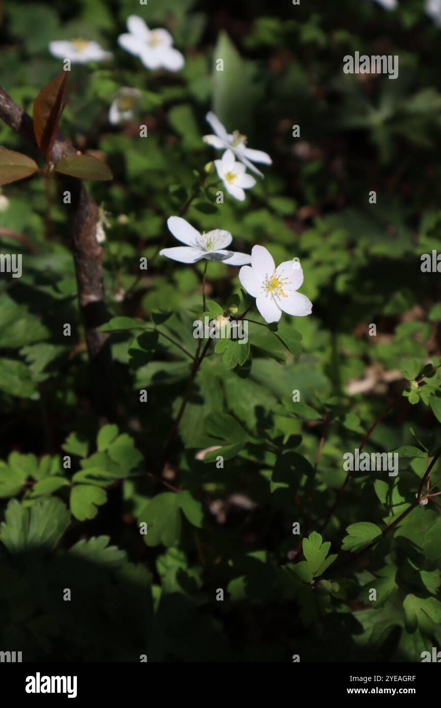 false rue anemone (Enemion biternatum Stock Photo - Alamy