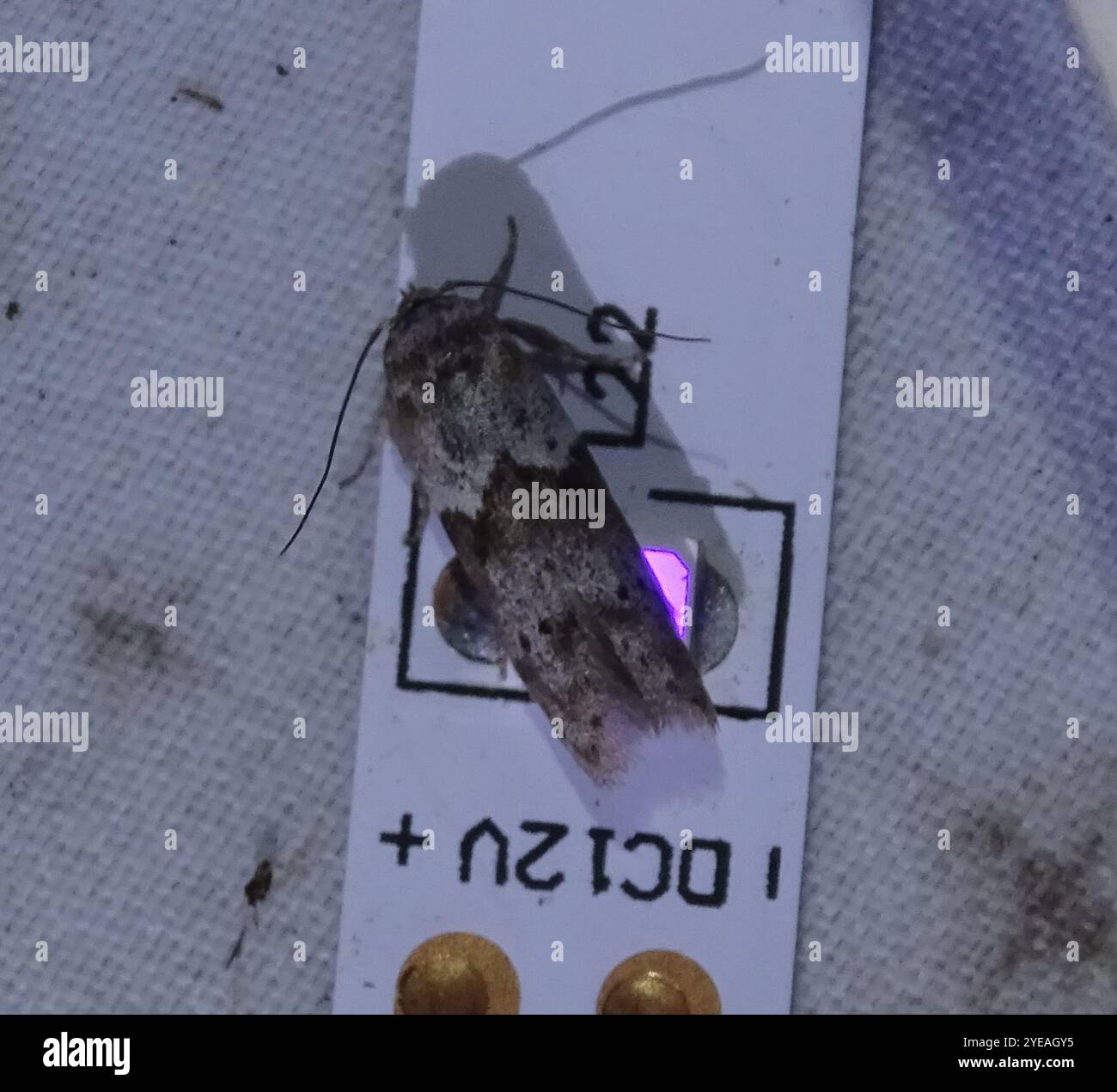 Acorn moth hi-res stock photography and images - Alamy