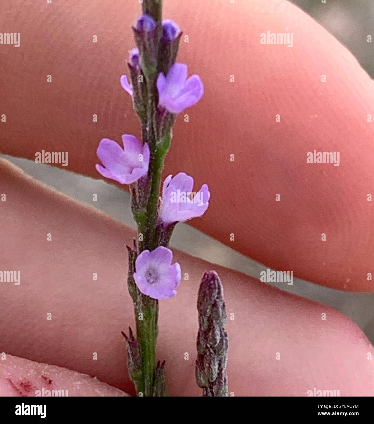 Texas vervain hi-res stock photography and images - Alamy