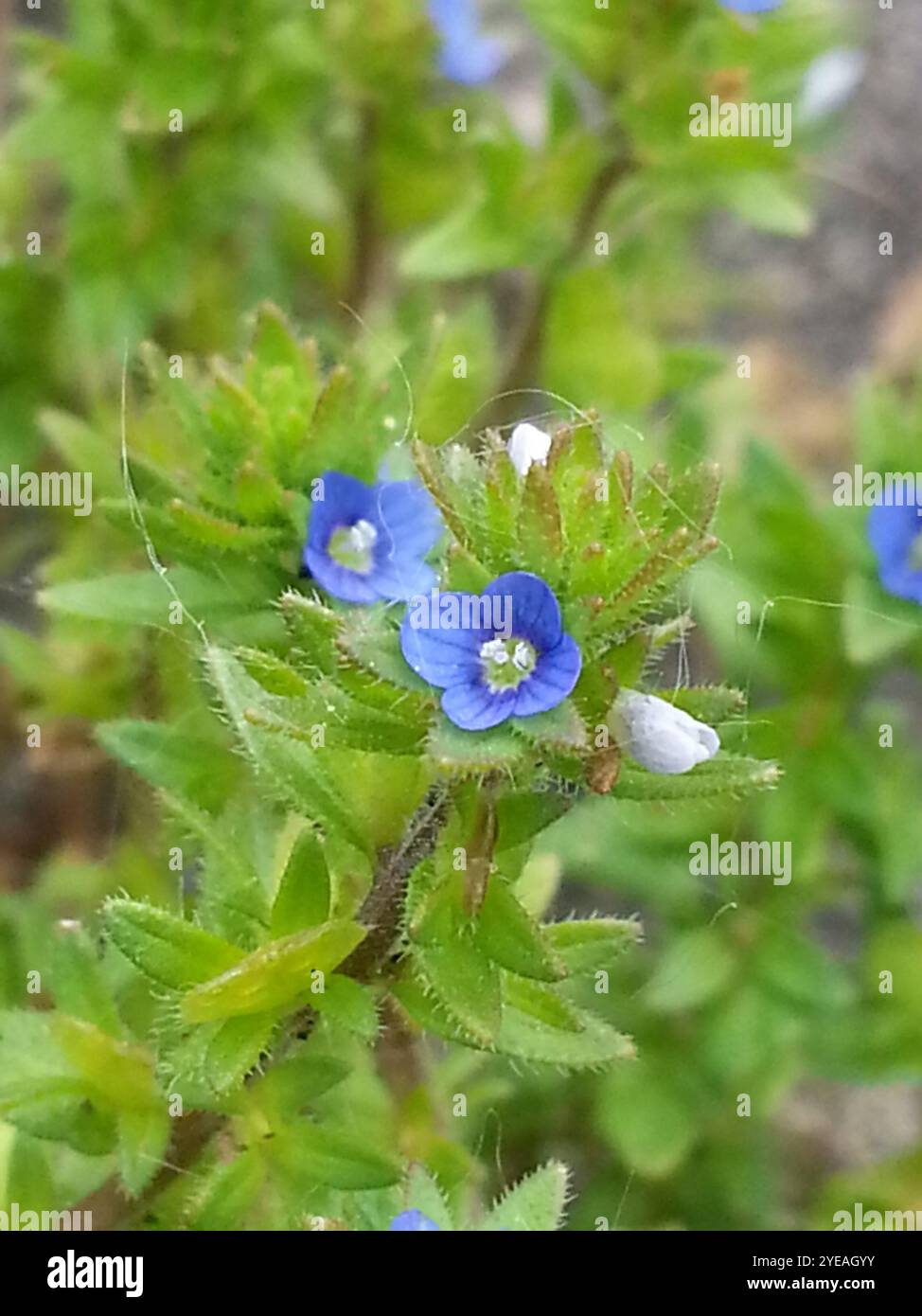 corn speedwell (Veronica arvensis Stock Photo - Alamy