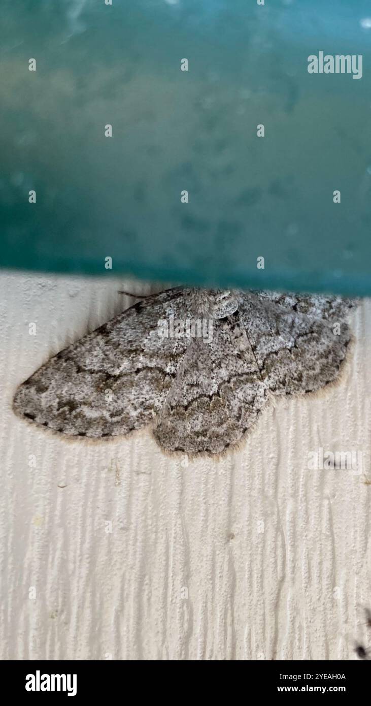 Small Engrailed (Ectropis crepuscularia Stock Photo - Alamy