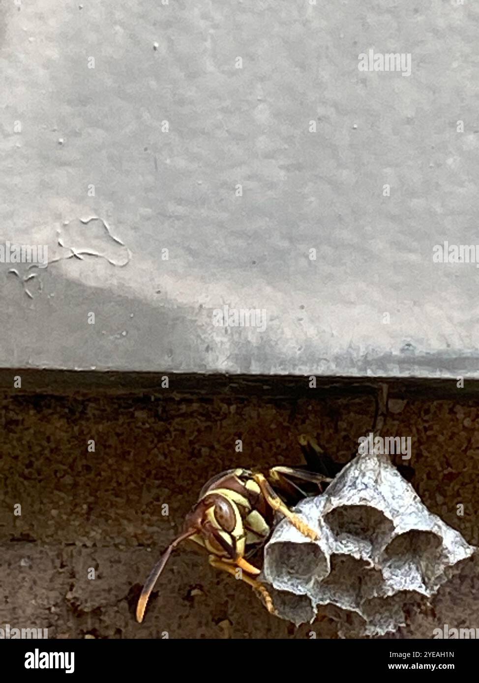 Guinea Paper Wasp (Polistes exclamans Stock Photo - Alamy