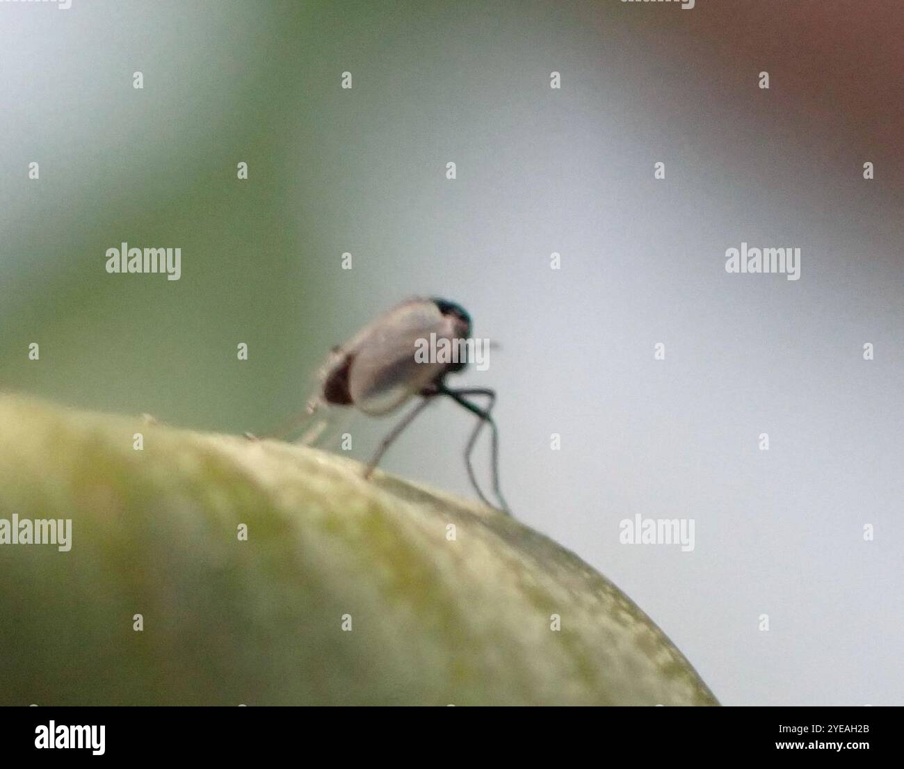 Fungus Gnats and Gall Midges (Sciaroidea Stock Photo - Alamy