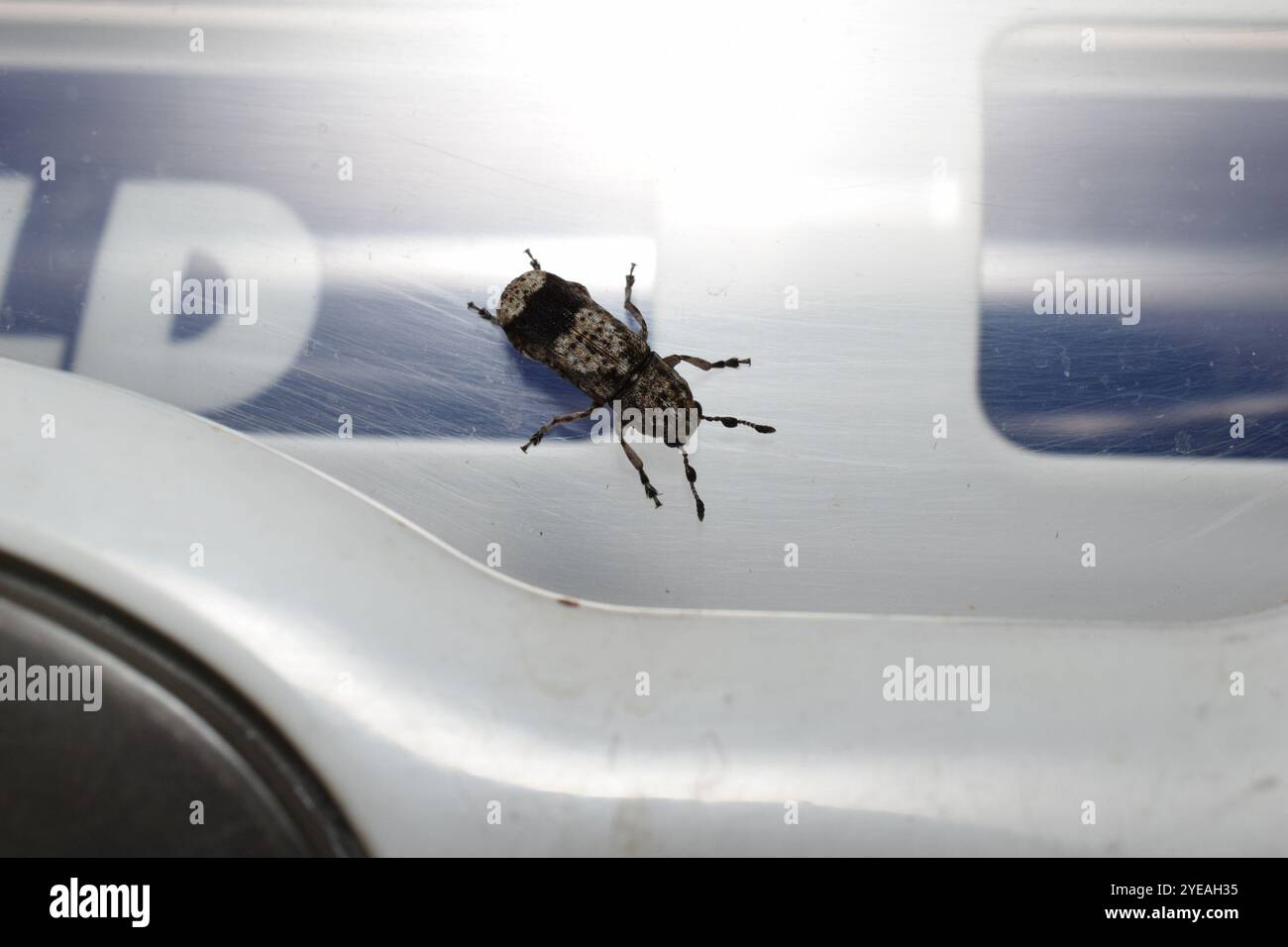 Japanese weevil hi-res stock photography and images - Alamy