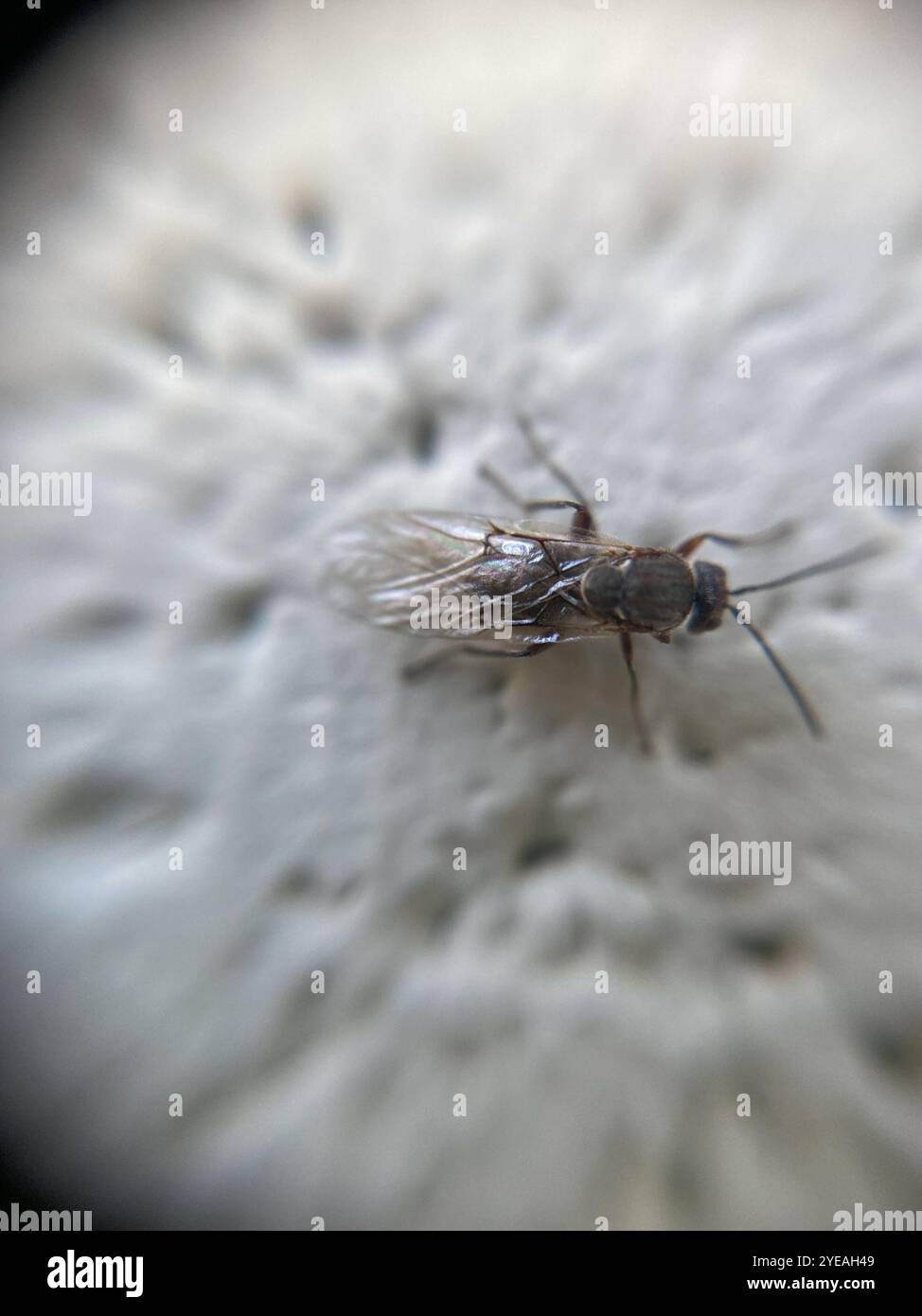 Gall Wasps (Cynipidae Stock Photo - Alamy