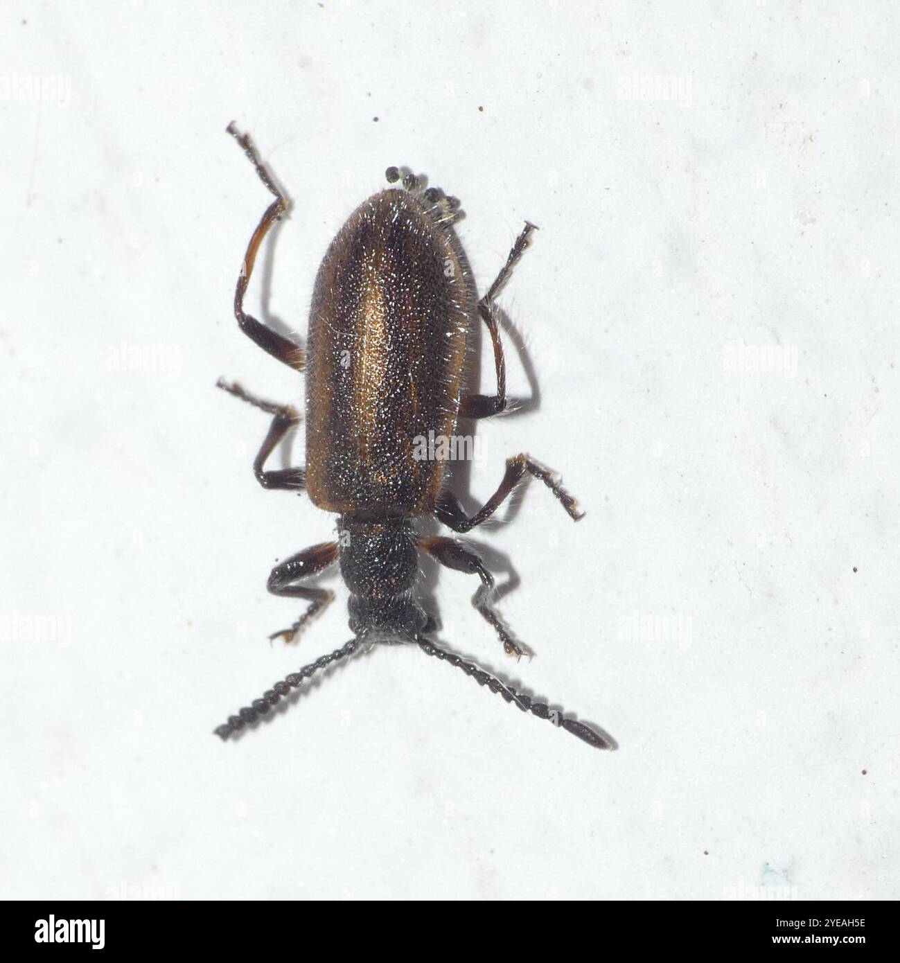 Lagriini hi-res stock photography and images - Alamy