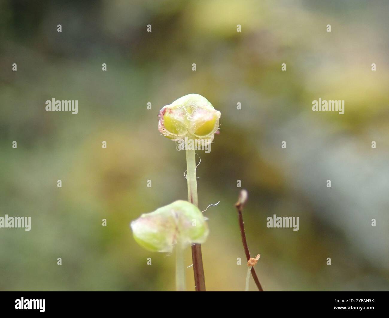 Hemisphaeric Liverwort (Reboulia hemisphaerica Stock Photo - Alamy