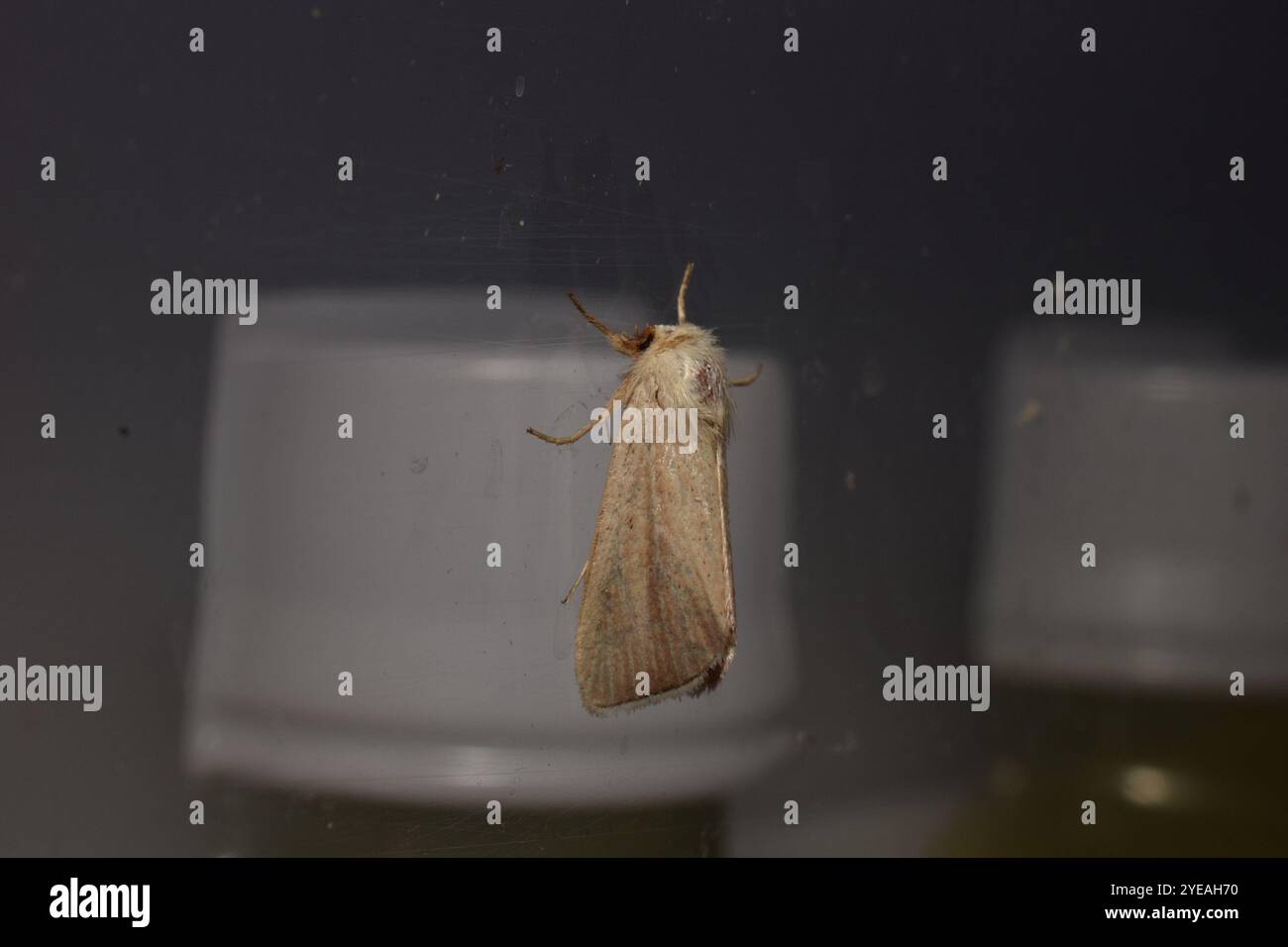 Purple borer hi-res stock photography and images - Alamy