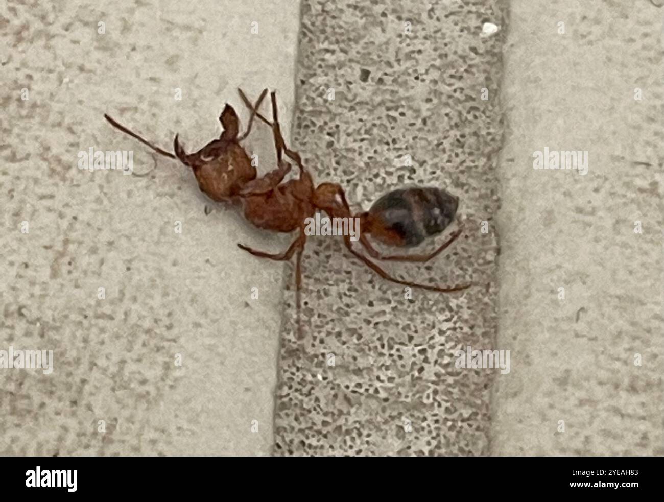 California Harvester Ant (Pogonomyrmex californicus Stock Photo - Alamy