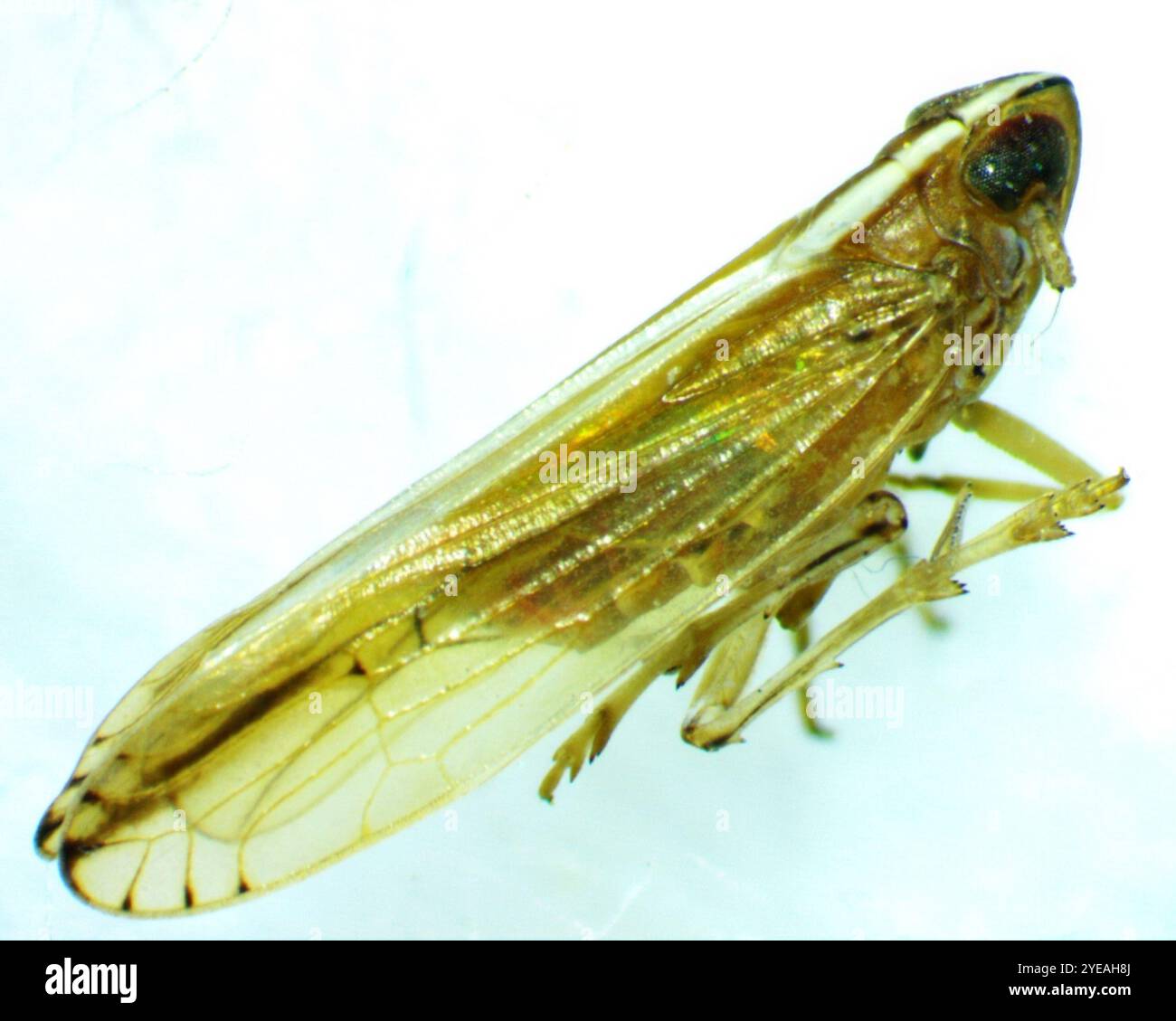 Stenocranus hi-res stock photography and images - Alamy