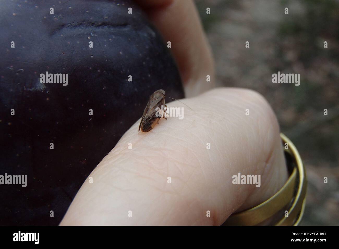 True Hoppers (Auchenorrhyncha Stock Photo - Alamy